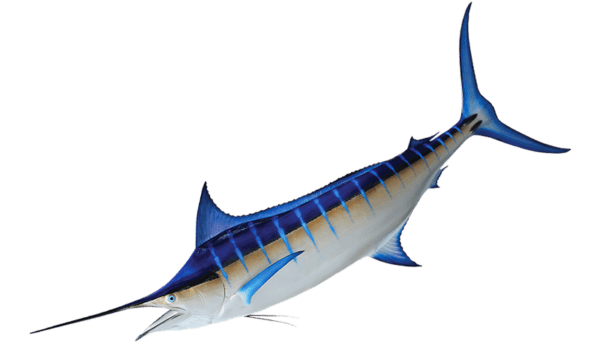 Pacific Blue Marlin - Whipsaw Sportfishing | Deep Sea Fishing Hawaii