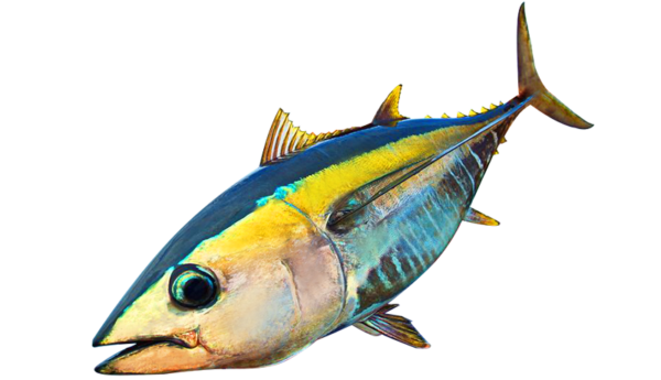 Skipjack Tuna (Aku) - Whipsaw Sportfishing | Hawaii Fishing Charters